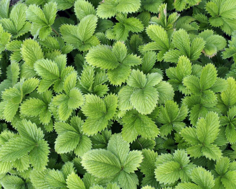Plant stock image. Image of green, clump, serated, growth - 39554587