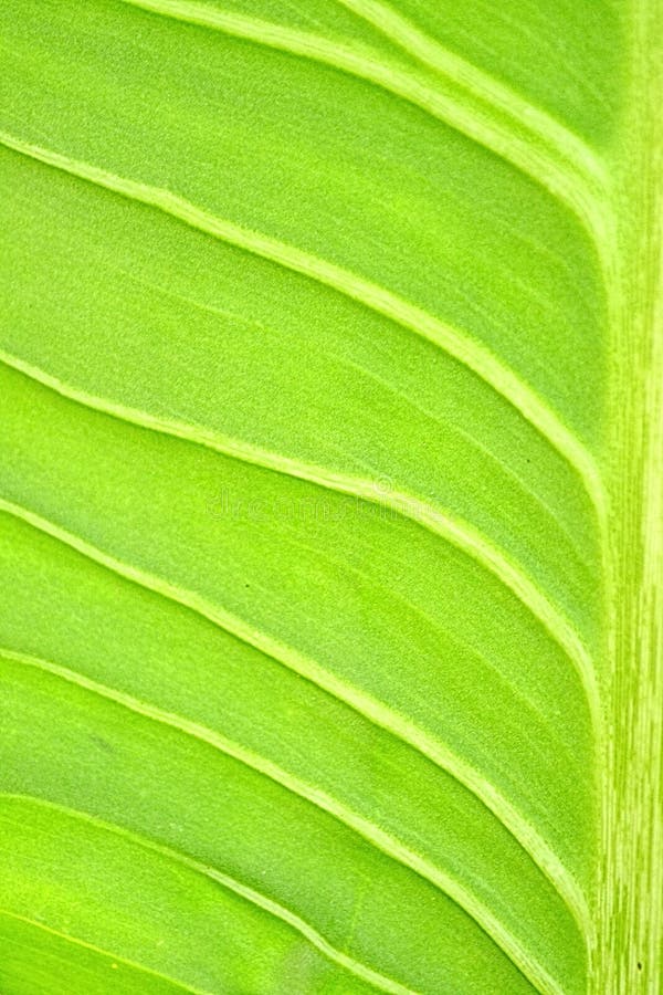 Plant Leaves Texture Background Stock Image - Image of frame, foliage ...