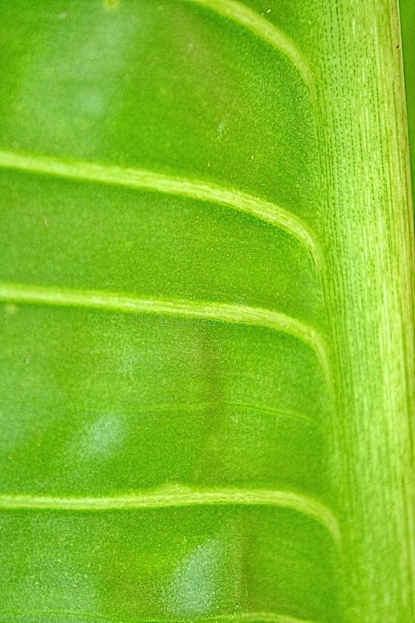 Plant Leaves Texture Background Stock Image - Image of grass, healthy ...