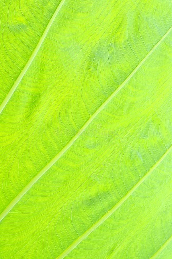Plant Leaves texture stock image. Image of organic, photosynthesis ...