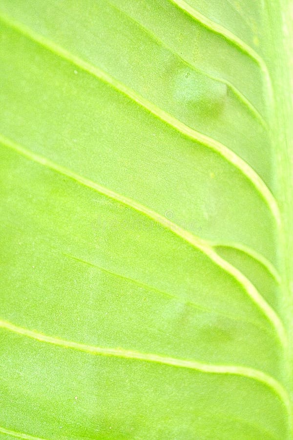 Plant Leaves texture stock image. Image of foliage, growth - 46384759