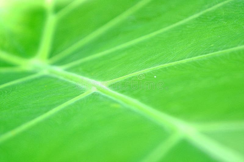 Plant Leaves texture stock photo. Image of living, organic - 52584246