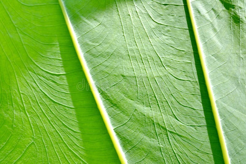 Plant Leaves texture stock photo. Image of environment - 53928012