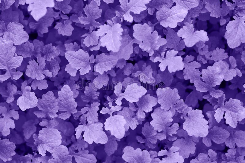 Plant Leaves in Ultra Violet Color Stock Photo - Image of nature ...