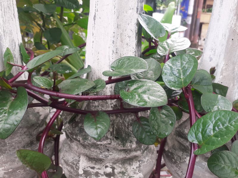 Plant Leaves that Wrap Around the Wall Stock Image - Image of leaves ...