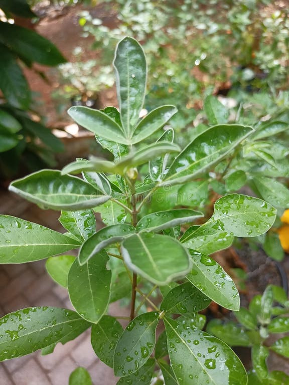 Plant Legundi leaf stock photo. Image of deciduous, fruit - 231446938