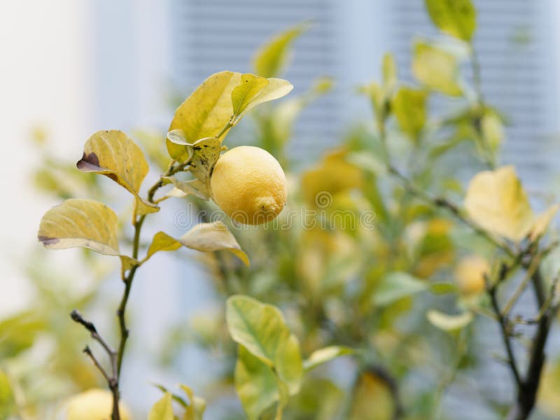 Plant of Lemon in a Garden in Italy Stock Image - Image of fruit, tree ...