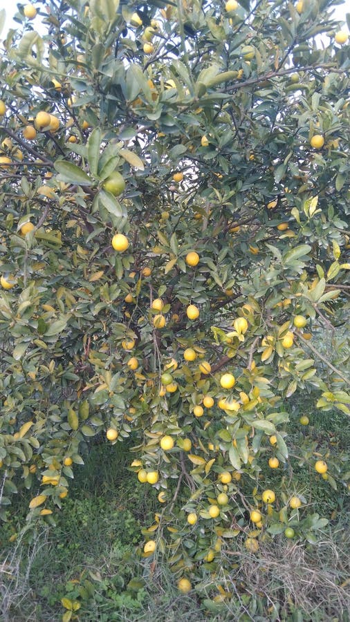 Ajnianwala Stock Photos - Free & Royalty-Free Stock Photos from Dreamstime