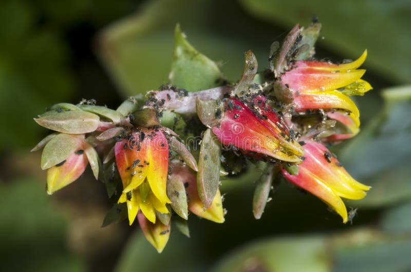 Plant lice infestation stock image. Image of pest, prejudicial - 19952011
