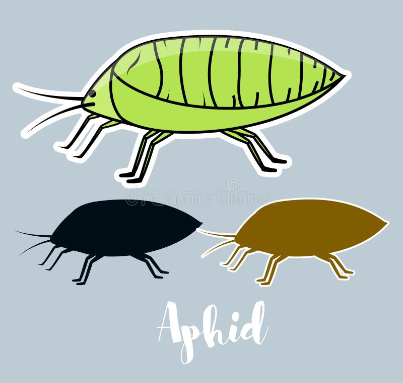 Drawing Art of Aphid Insect Stock Vector - Illustration of parasite ...