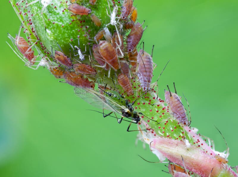 Plant lice on rose bud stock photo. Image of aphid, outdoors - 15139600