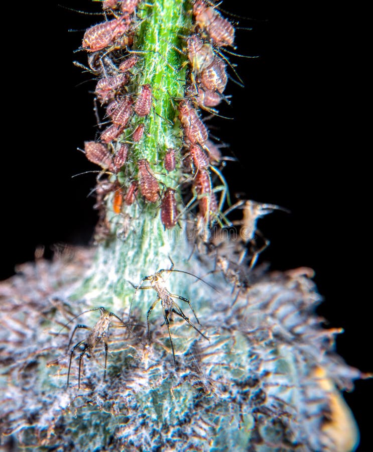 Flower bud with plant lice stock image. Image of copyspace - 15357145