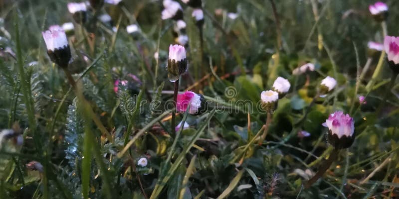 Plant with liddle flowers stock photo. Image of herb - 217850584