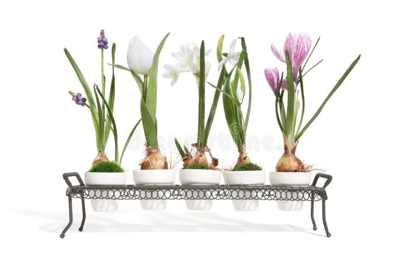 Growth stock image. Image of idea, plant, light, growing - 671267