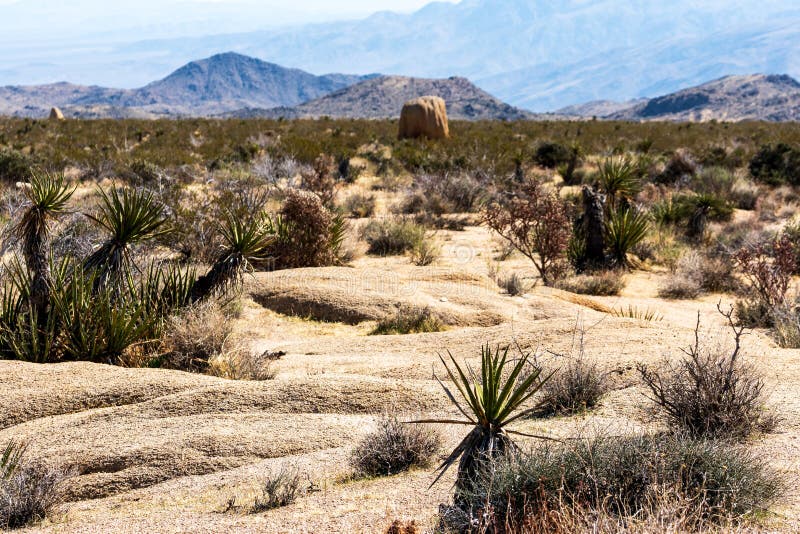 Life in the desert stock photo. Image of landscape, canyons - 129461032