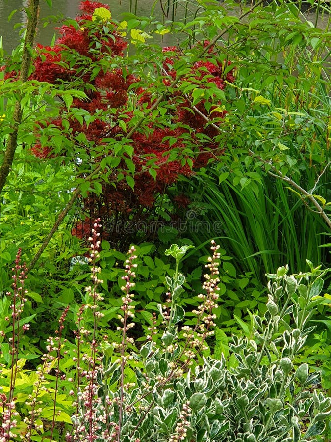 Plant Life stock image. Image of plant, life, beautiful - 162156605