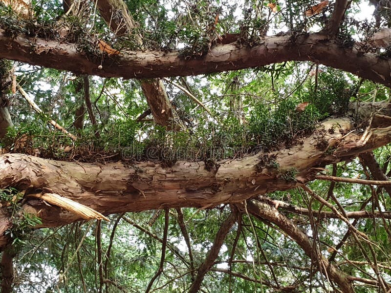 Plant Life on a limb stock image. Image of plant, produce - 248846193