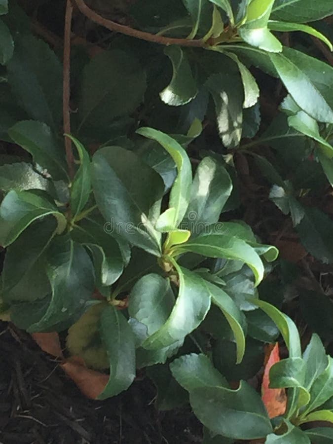 Plant life stock image. Image of bush, plant, life, nature - 78381349