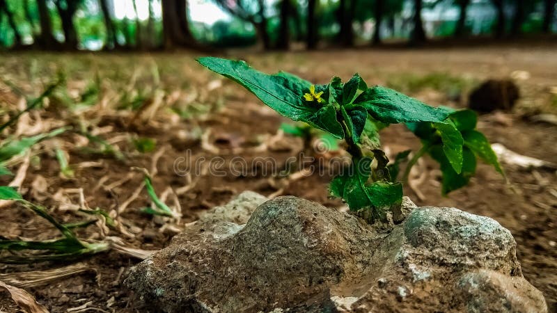 Plant life stock photo. Image of humans, leaf, living - 158806744