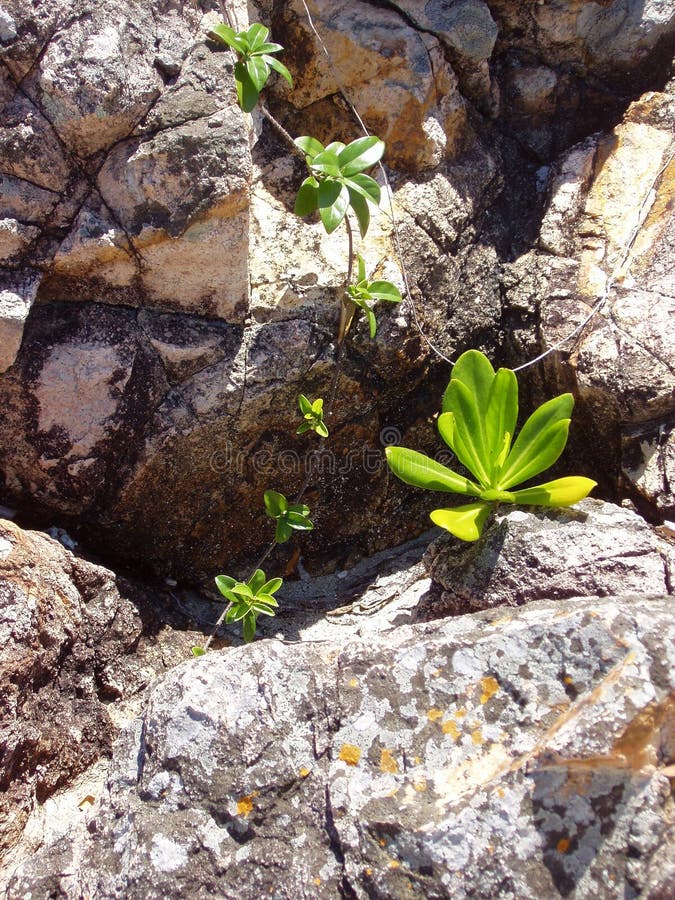 Plant life among the rocks stock image. Image of rock, energy - 310537
