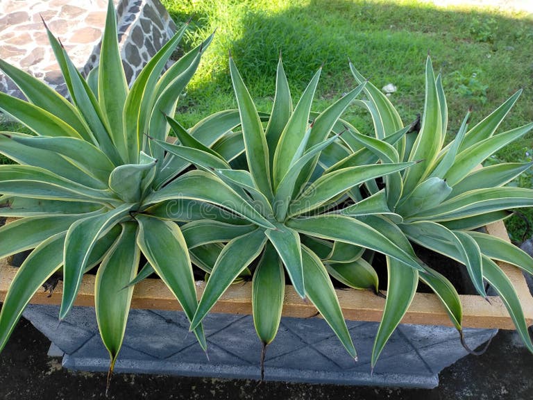 A Plant Like Aloe Vera, with Jagged, Sharp Edges and a Pointed Tip Like ...