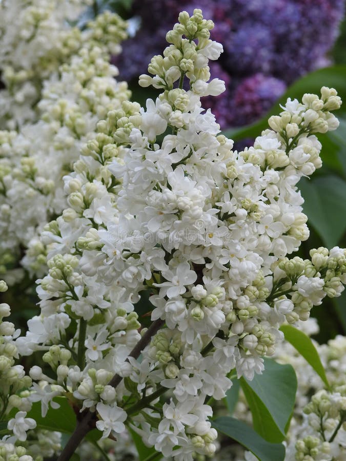 Plant, Lilac, Flower, Spring Picture. Image: 119766194