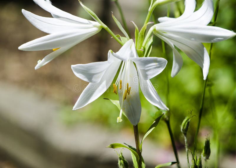 Plant lily stock image. Image of kiza, spring, overgrowth - 94027803