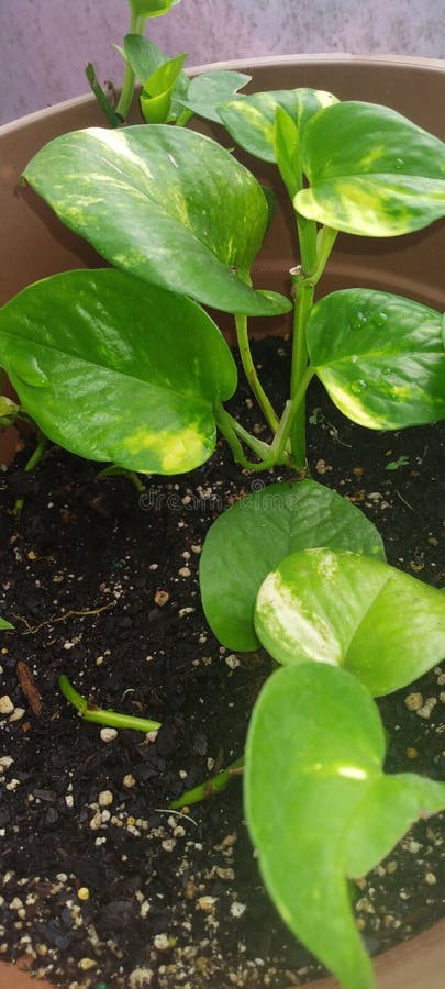 Plant lime light stock photo. Image of lime, lawn, greenlife - 235140710