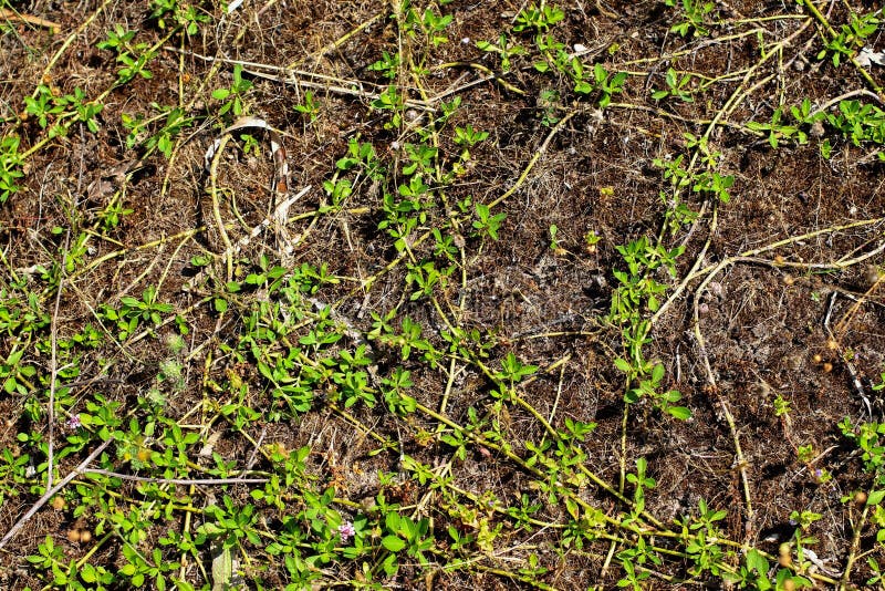 Plant Lippia Nodiflora in Flower Stock Image - Image of flowers, frog ...