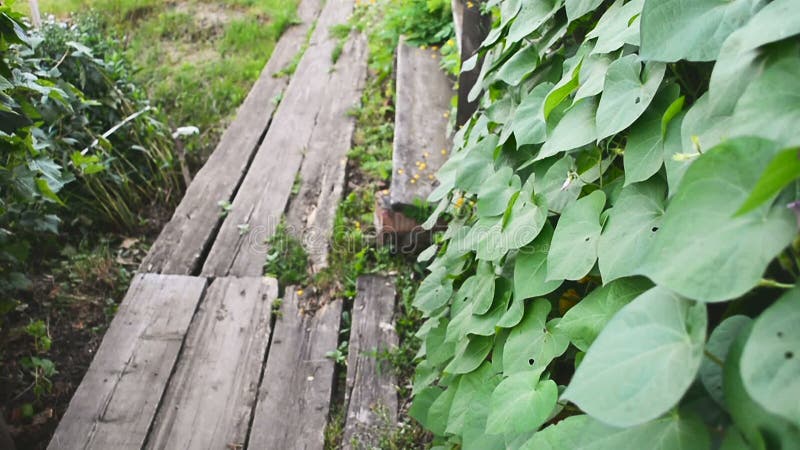 Plant loach country house stock footage. Video of cabbage - 98209144