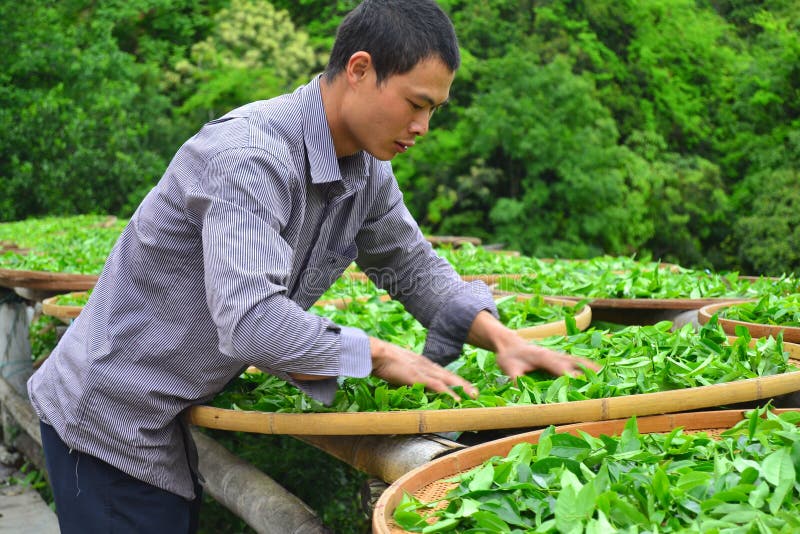 Plant, Local Food, Produce, Grass Stock Image - Image of farmworker ...