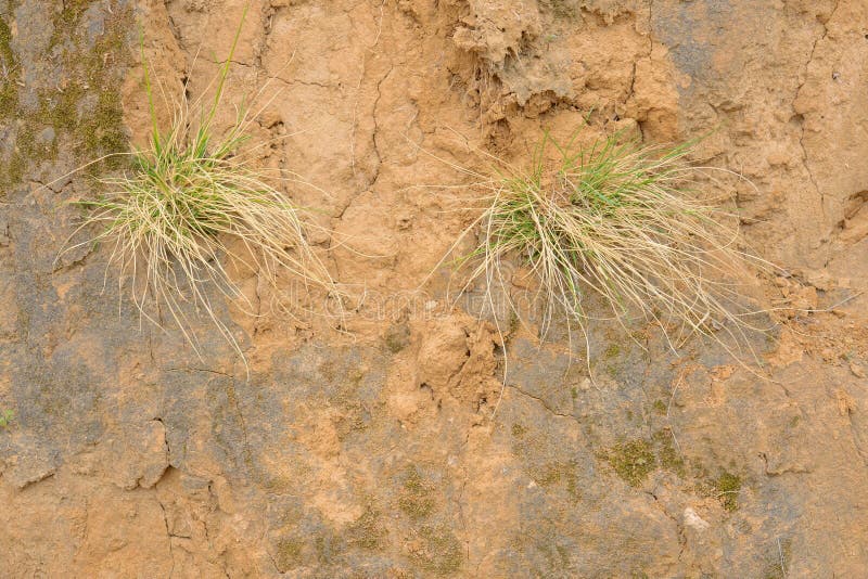 Plant and loess stock photo. Image of loess, herb, natural - 237973560
