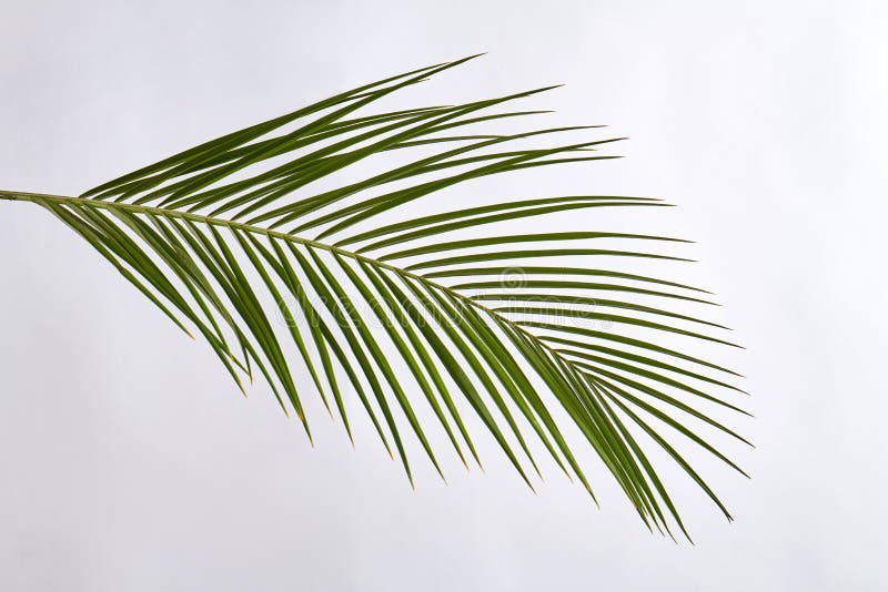 Plant with Straight Long Leaves on Wood. Stock Photo - Image of leaves ...