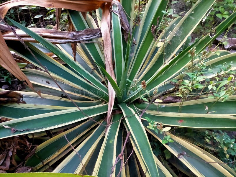 Plant with Long Leaves Growth in the Garden Stock Photo - Image of ...