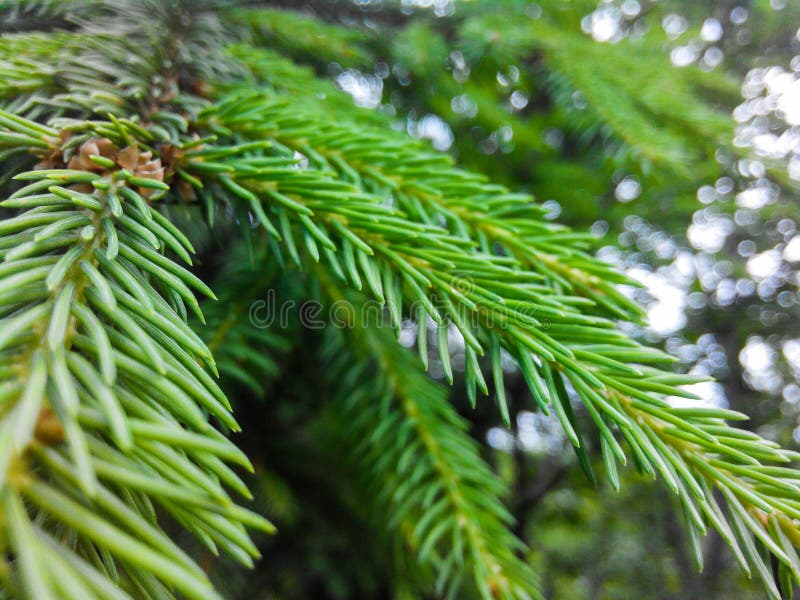 Plant stock photo. Image of plant, tree, green, macro - 112702890