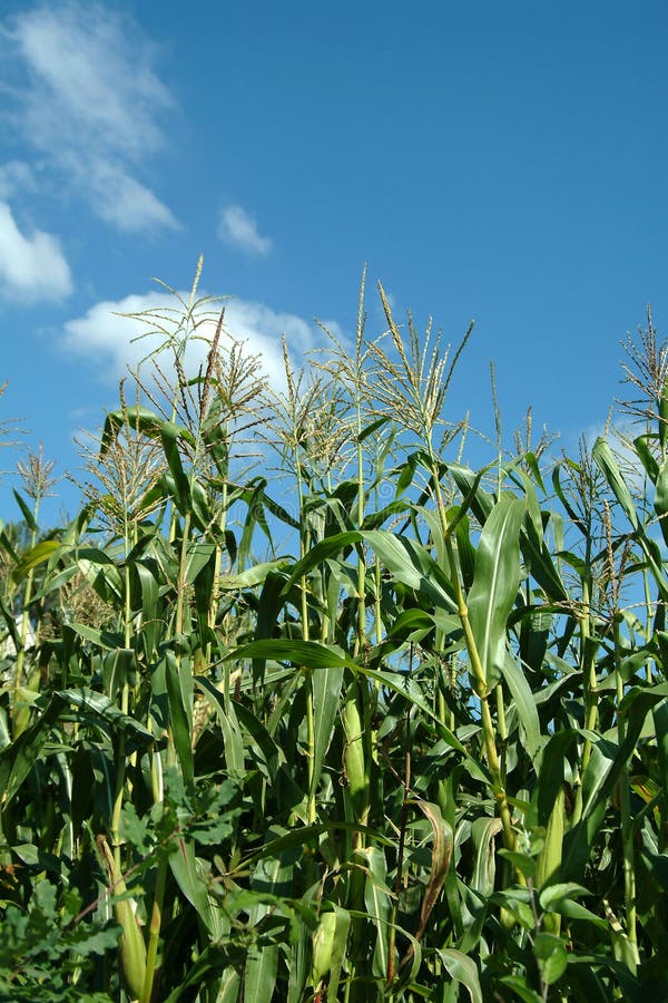 Maize straw stock image. Image of harvested, corn, cellulose - 26985955