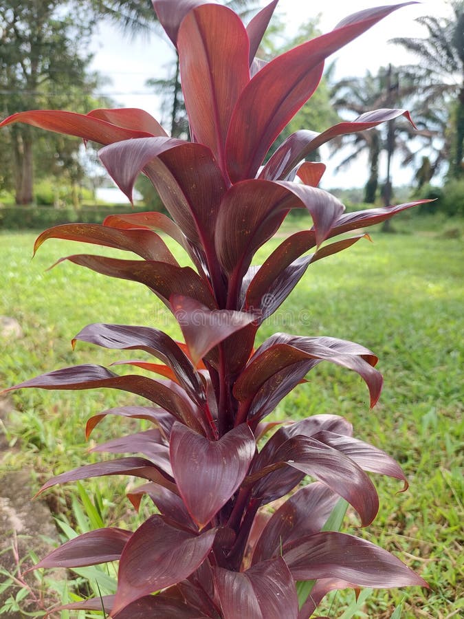 A plant with maroon leaves stock image. Image of jungle - 267224471