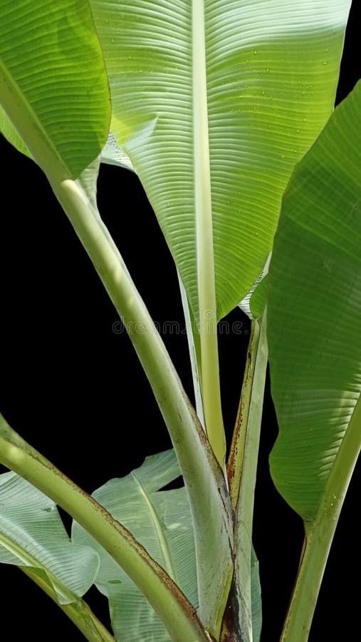 Plant of Maulin Bananas Fruit in Black Ground Stock Photo - Image of ...