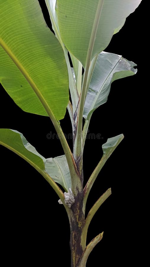Plant of Maulin Bananas Fruit in Black Ground Stock Image - Image of ...