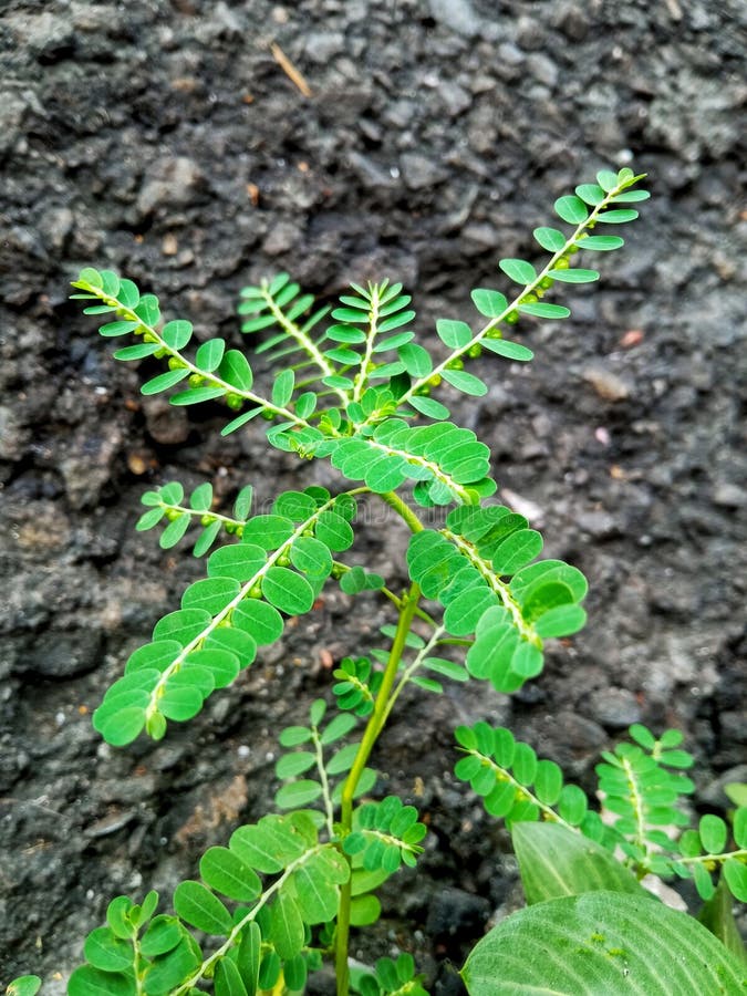 Plant Meniran Background Nature Abstract Stock Image - Image of blossom ... Plant Meniran Background Nature Abstract Stock Image - Image of blossom ...