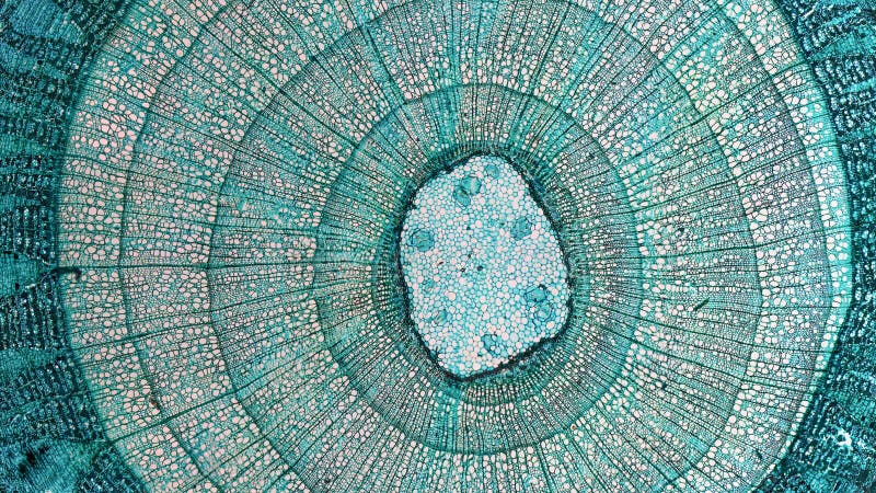 Tilia stem micrograph stock photo. Image of photomicrograph - 46646572