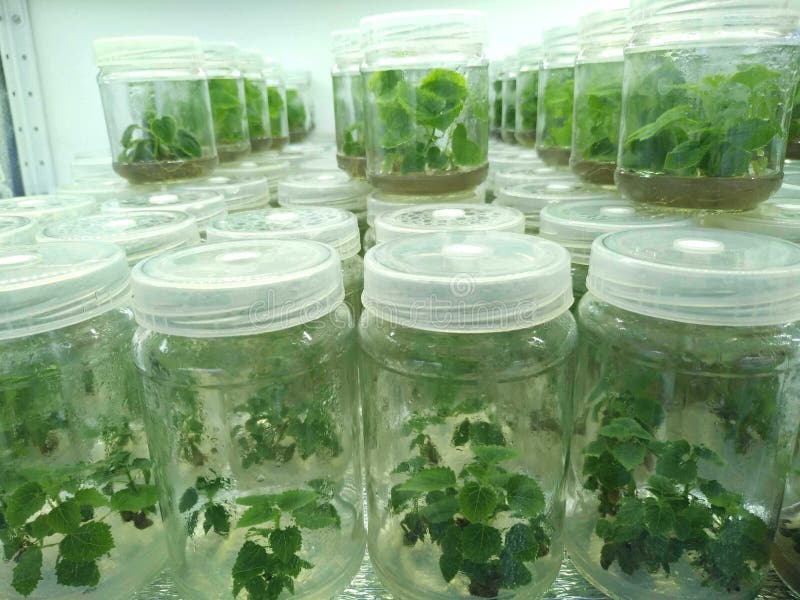 Plant Micropropagation in Laboratory in Vitro Stock Image - Image of ...
