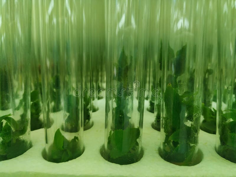 Plant in Vitro. Micropropagation of Plants Stock Photo - Image of ...