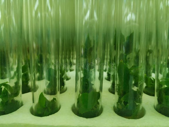 Plant Micropropagation, Plant in Vitro. Stock Image - Image of natural ...