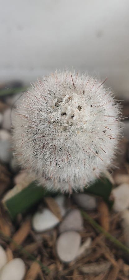 Plant mini kaktus stock photo. Image of plant, twig - 202343180