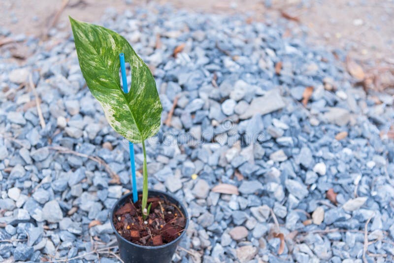Plant the Monstera Obliqua Mayuna Variegated Stock Photo - Image of ...