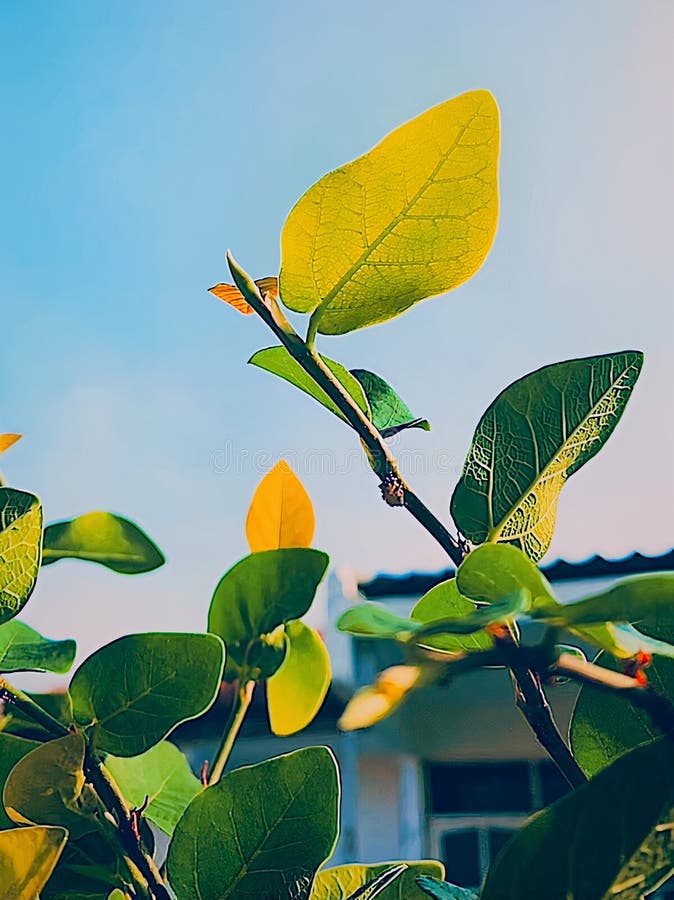 Plant in the morning stock photo. Image of plant, beautiful - 220293158