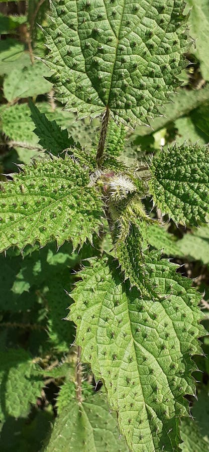 Broad-leafed Plant with Thorns on Leaves and Stem Stock Photo - Image ...