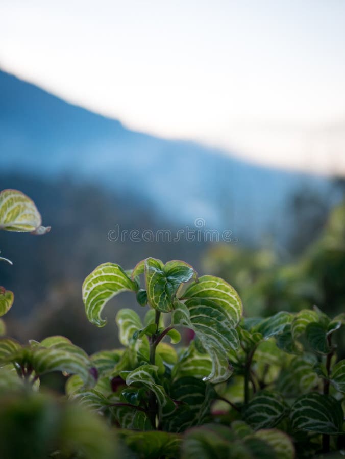 Plant at the Mountain of Dieng Stock Photo - Image of green, plant ...