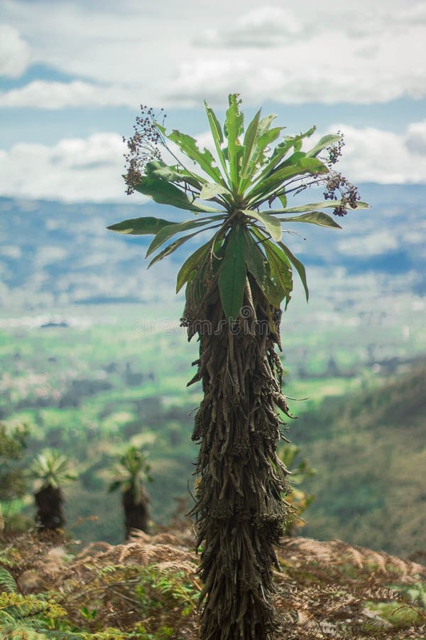 Plant in a mountain stock image. Image of moorland, highland - 184011259